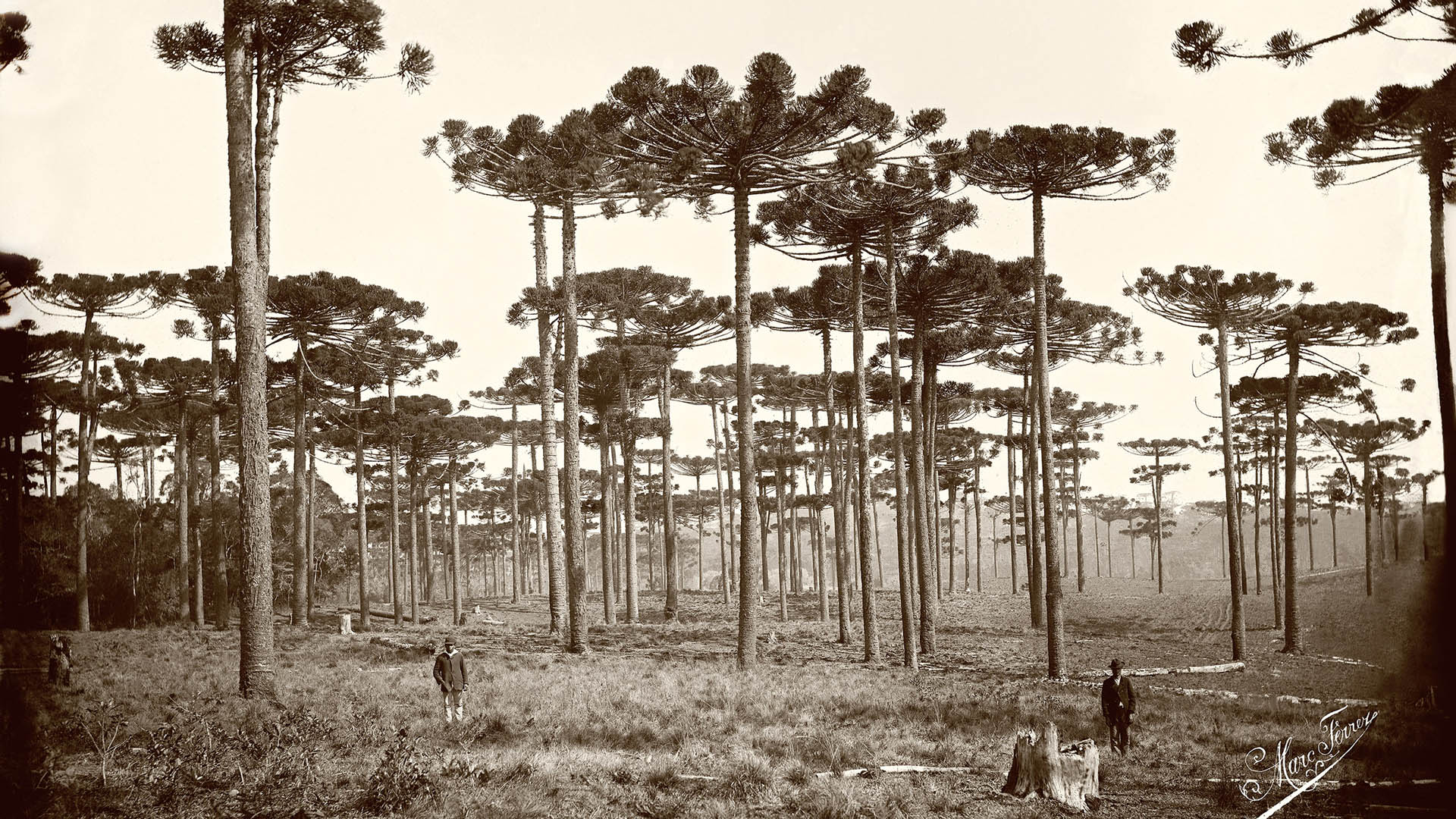 Marc Ferrez: Território e imagem - Mais informações - Instituto Moreira ...