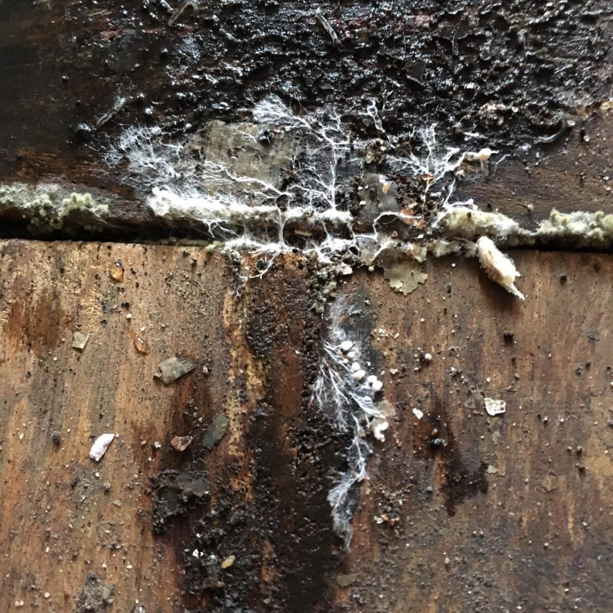 Thelmo Cristovam - Instituto Moreira Salles